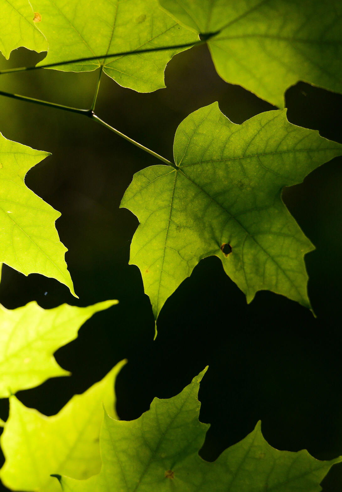 Sugar Maple | CMP Tree Selection Tool